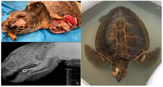 Clinical Findings, Management, Imaging, and Outcomes in Sea Turtles ...