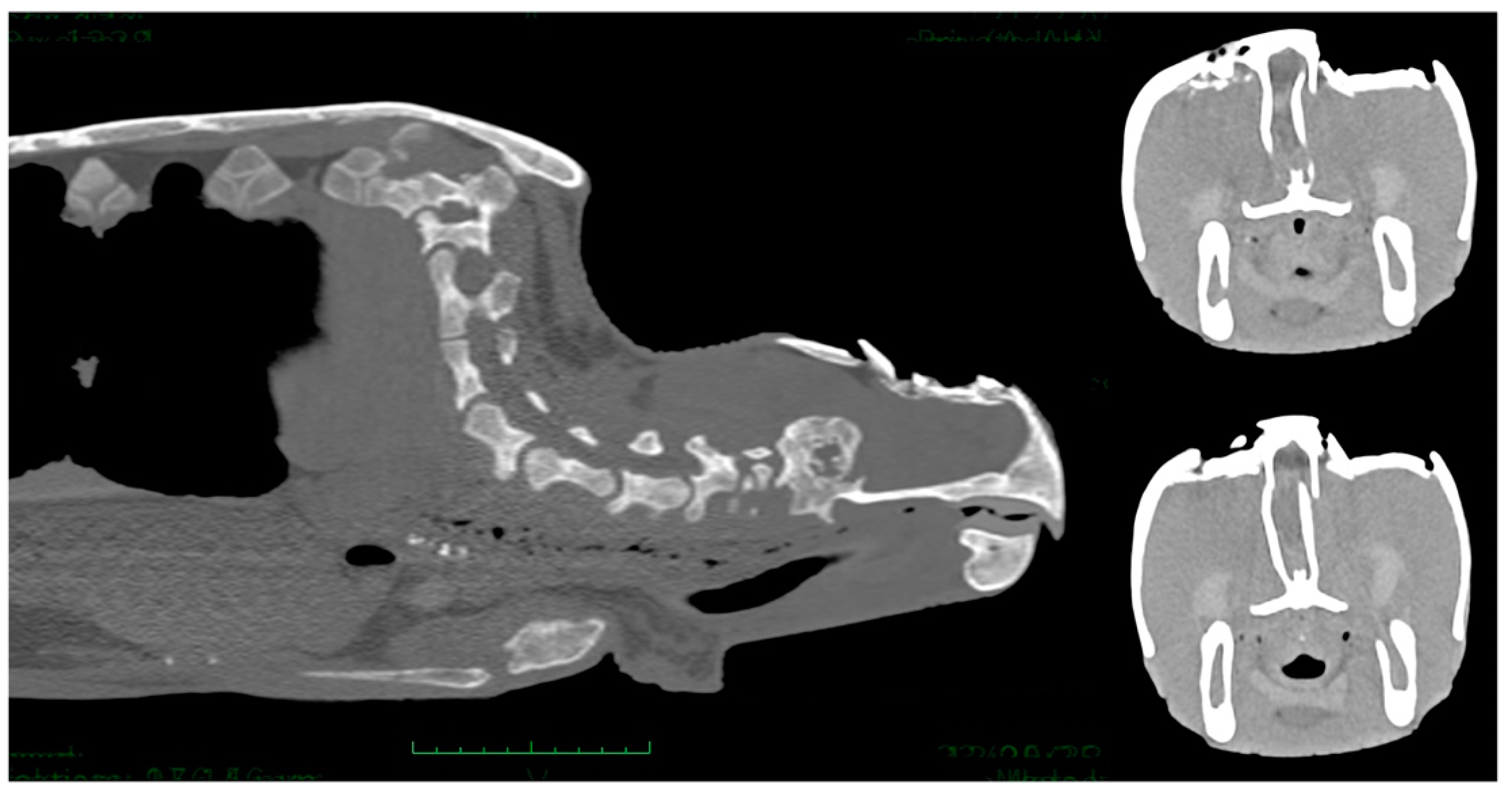 Clinical Findings, Management, Imaging, and Outcomes in Sea Turtles ...