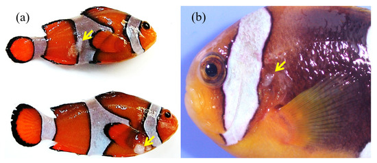 Lymphocystis Disease Virus Infection in Clownfish Amphiprion ocellaris ...