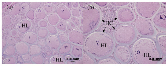 Lymphocystis Disease Virus Infection in Clownfish Amphiprion ocellaris ...