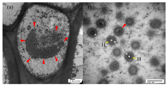 Lymphocystis Disease Virus Infection in Clownfish Amphiprion ocellaris ...