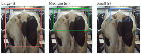 Impact Evaluation of Score Classes and Annotation Regions in Deep Learning-Based Dairy Cow Body ...