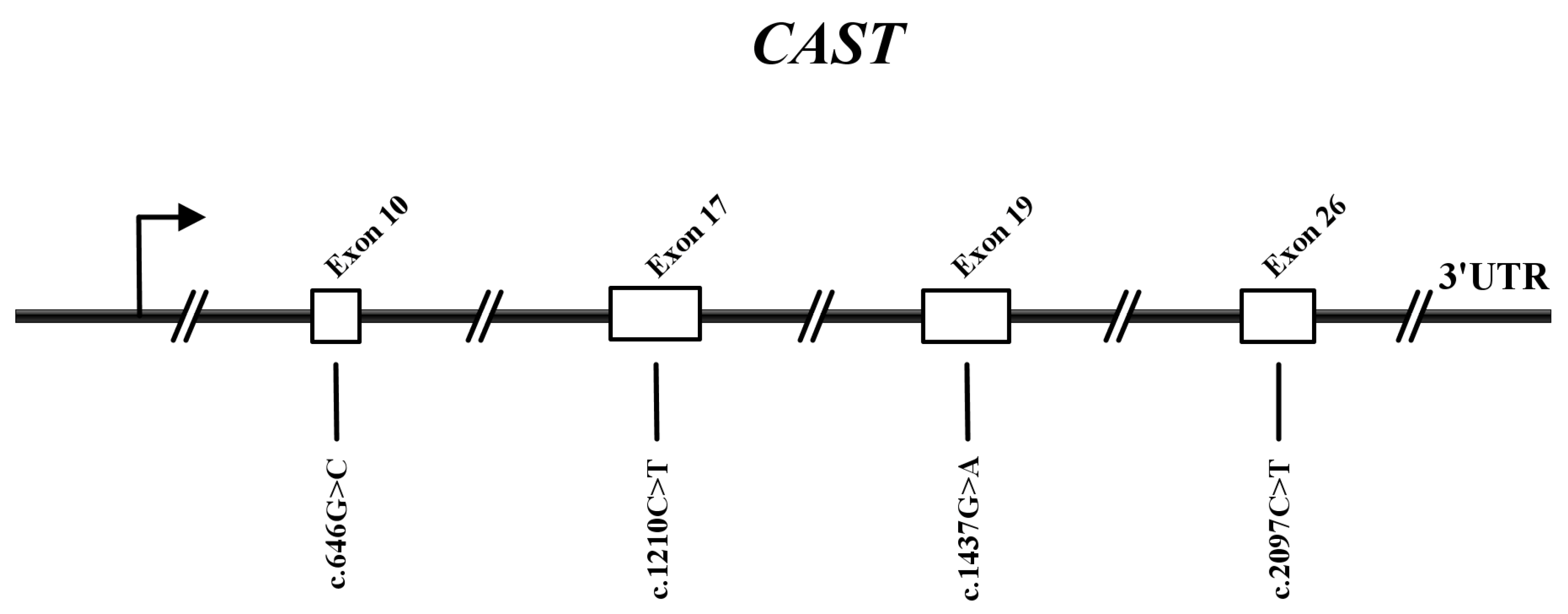Effects of the Expressions and Variants of the CAST Gene on the Fatty ...