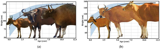 Age Structure, Development and Population Viability of Banteng (Bos ...