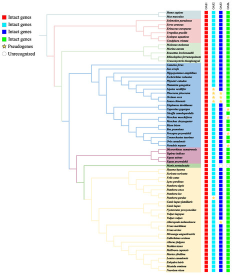 Adaptive Evolution of the OAS Gene Family Provides New Insights into ...