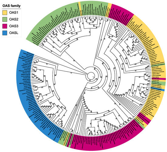 Adaptive Evolution of the OAS Gene Family Provides New Insights into ...