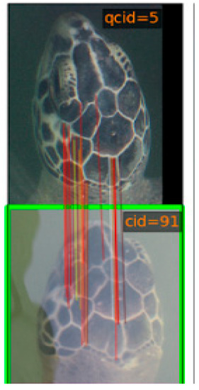 Marina Observation of Sea Turtles: Establishing a Database of ...