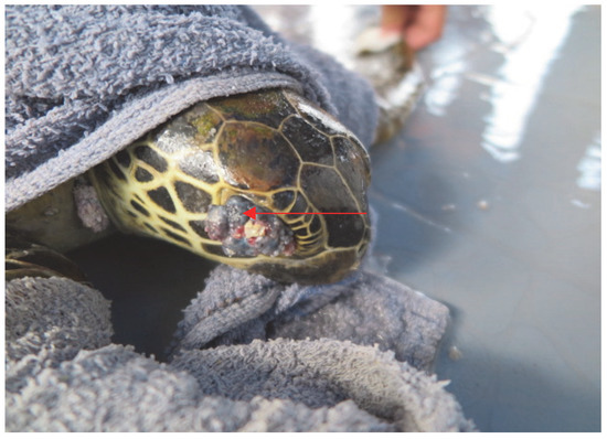 Increased Prevalence and New Evidence of Multi-Species Chelonid ...