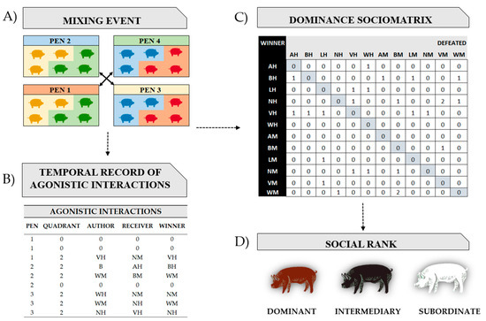 Hierarchy Establishment in Growing Finishing Pigs: Impacts on Behavior ...