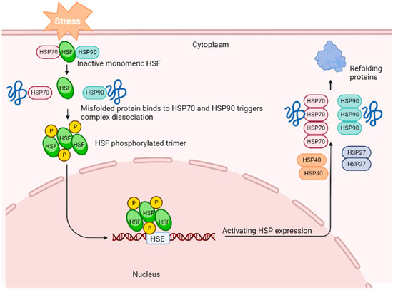 Heat Shock Protein Response to Stress in Poultry: A Review