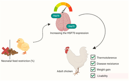 Heat Shock Protein Response to Stress in Poultry: A Review