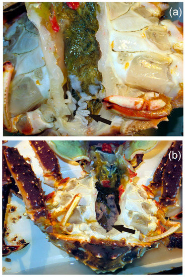 Fatty Acid Profiles in the Gonads of Red King Crab (Paralithodes ...