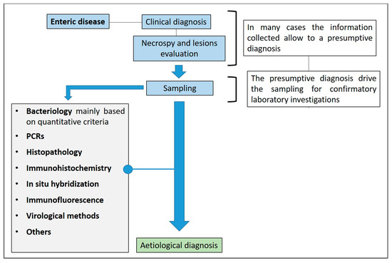 Diagnostic Approach to Enteric Disorders in Pigs