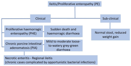 Diagnostic Approach to Enteric Disorders in Pigs
