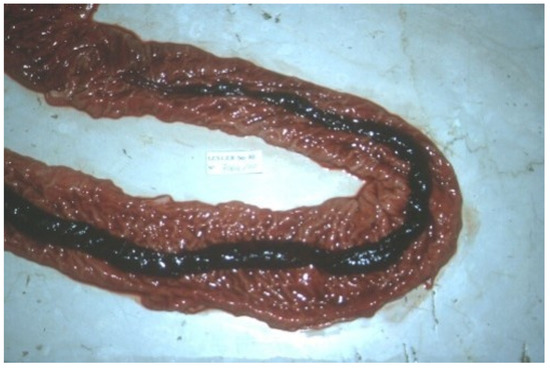 Diagnostic Approach to Enteric Disorders in Pigs