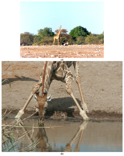 Flehmen, Osteophagia, and Other Behaviors of Giraffes (Giraffa giraffa ...