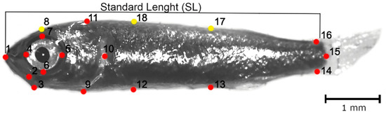 Energetic Implications of Morphological Changes between Fish Larval and ...