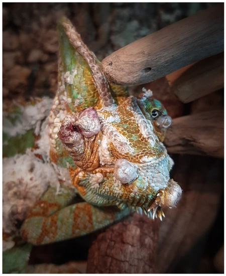 Gross, Histologic and Immunohistochemical Characteristics of ...