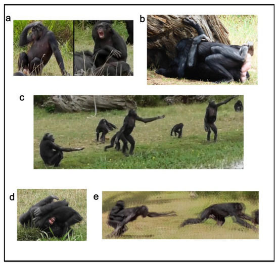 Animals | Free Full-Text | More Than Just Kibbles: Keeper Familiarity ...