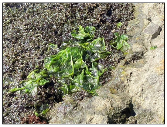 Monitoring Green Sea Turtles in the San Gabriel River of Southern ...