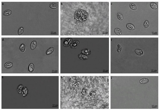 Molecular Identification of Sarcocystis rileyi and Sarcocystis sp ...