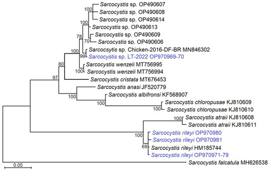 Molecular Identification of Sarcocystis rileyi and Sarcocystis sp ...