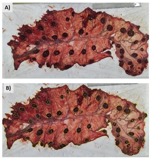 Placental Development and Physiological Changes in Pregnant Ewes in ...