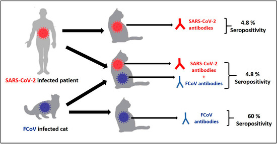 Serological Investigation on the Presence of Feline Coronavirus (FCoV ...