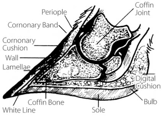 Importance of Foot and Leg Structure for Beef Cattle in Forage-Based ...