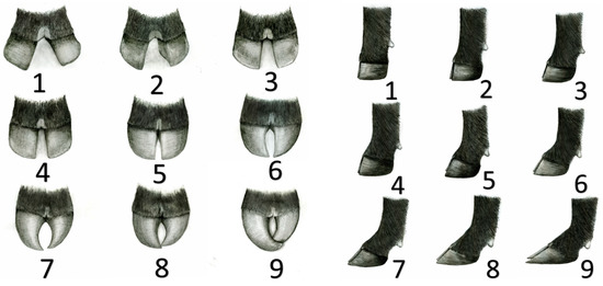 Importance of Foot and Leg Structure for Beef Cattle in Forage-Based ...