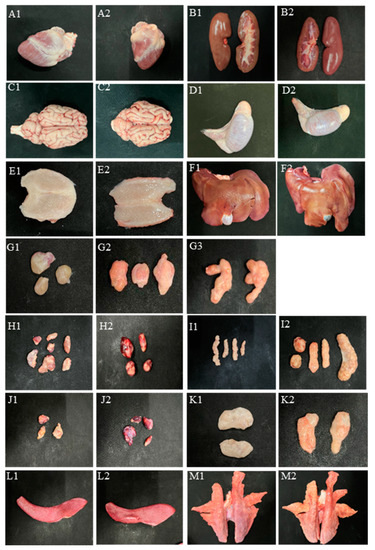 Histopathological Changes and Inflammatory Response in Specific ...