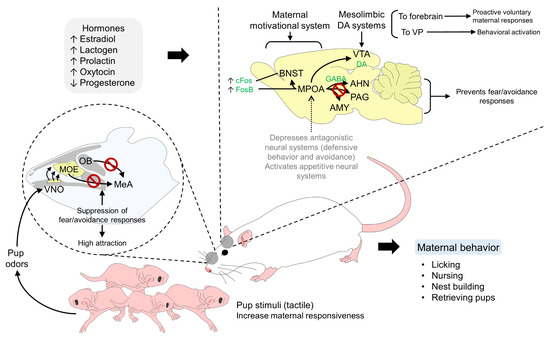 Mother–Young Bonding: Neurobiological Aspects and Maternal Biochemical ...