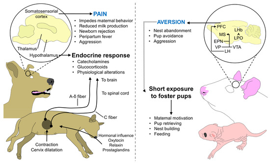 Mother–Young Bonding: Neurobiological Aspects and Maternal Biochemical ...
