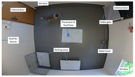 Long-Lasting Chews Elicit Positive Emotional States in Dogs during ...