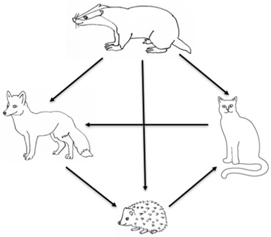 Garden Scraps: Agonistic Interactions between Hedgehogs and Sympatric ...