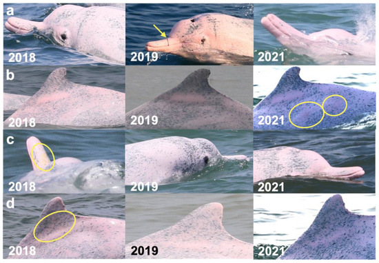Skin Marks in Critically Endangered Taiwanese Humpback Dolphins (Sousa ...