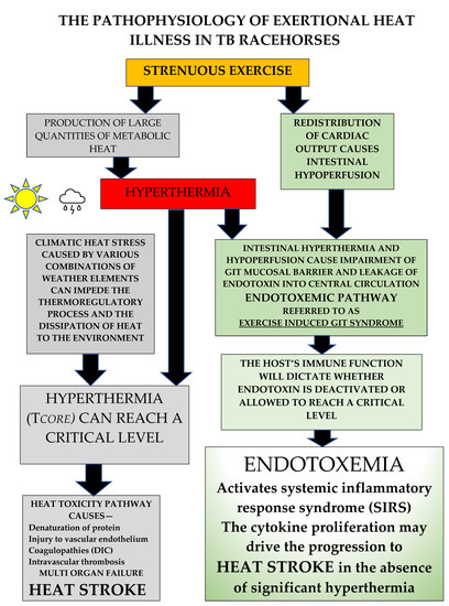 An Overview of Exertional Heat Illness in Thoroughbred Racehorses ...