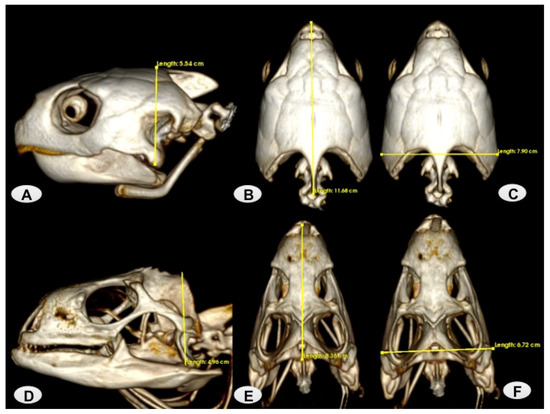 Anatomical Description of Loggerhead Turtle (Caretta caretta) and Green ...