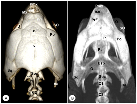 Anatomical Description of Loggerhead Turtle (Caretta caretta) and Green ...