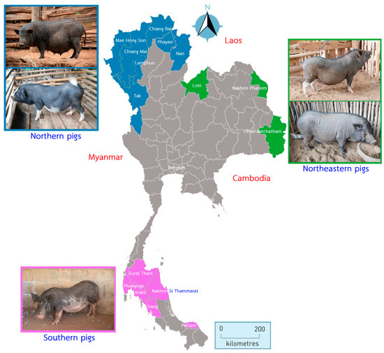 Animals | Free Full-Text | Genetic Divergence of Thai Indigenous Pigs ...