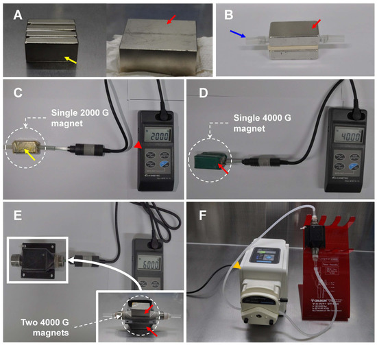 Effect of Magnetized Freezing Extender on Membrane Damages, Motility ...
