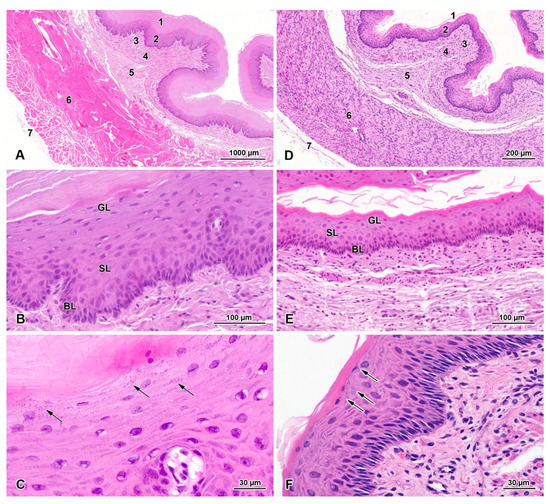 Histology and Ultrastructure of the Esophagus in European Beaver ...
