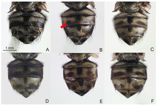 Species Discrimination of Stomoxys Flies S. bengalensis, S. calcitrans ...