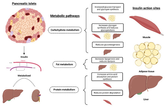 The Canine Pancreatic Extracellular Matrix in Diabetes Mellitus and ...