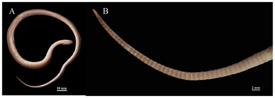 A New Species of the Genus Achalinus (Squamata: Xenodermidae) from the ...