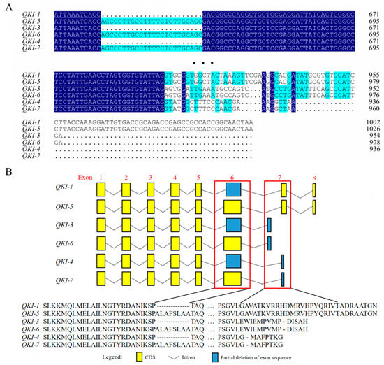 Overexpression of the QKI Gene Promotes Differentiation of Goat ...
