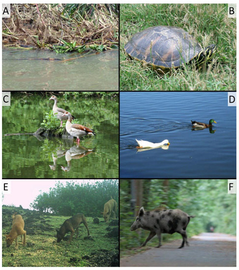 Going Wild in the City—Animal Feralization and Its Impacts on ...