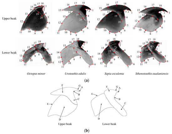 Ontogenetic Variation and Sexual Dimorphism of Beaks among Four ...