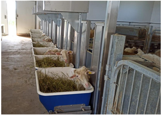 Animals | Free Full-Text | Dry Matter Intake Prediction from Milk ...