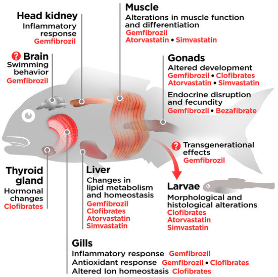 Elucidating the Effects of the Lipids Regulators Fibrates and Statins ...